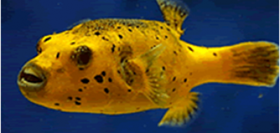 Puffer Box Fish - Exotic Marine Limited