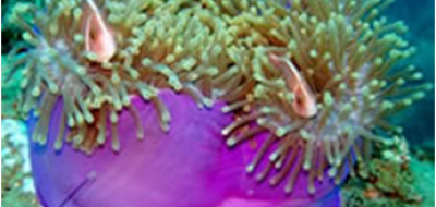 Radianthus mix medbig - Exotic Marine Limited