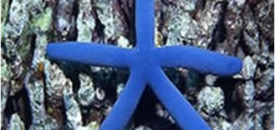 Star Fish Cucumbers and Urchins - Exotic Marine Limited