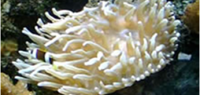 Protula (Featherworms) Feather Duster(mixed color) - Exotic Marine Limited