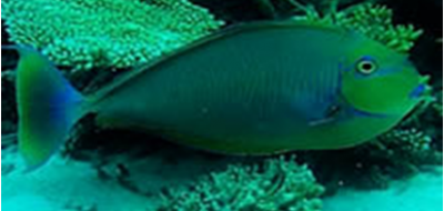 Convict Surgeon Fish - Exotic Marine Limited