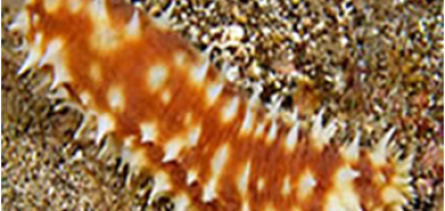 Star Fish Cucumbers and Urchins - Exotic Marine Limited