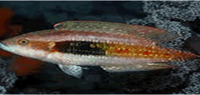 Small-tail Wrasse - Exotic Marine Limited