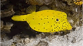 Puffer Box Fish - Exotic Marine Limited
