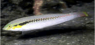Wrasses - Exotic Marine Limited